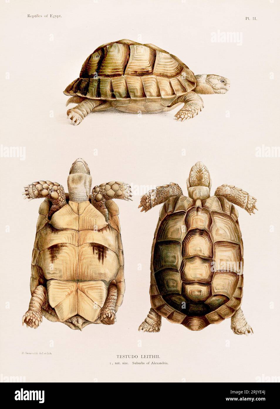 Peinture de reptiles Banque de photographies et d’images à haute résolution - Alamy