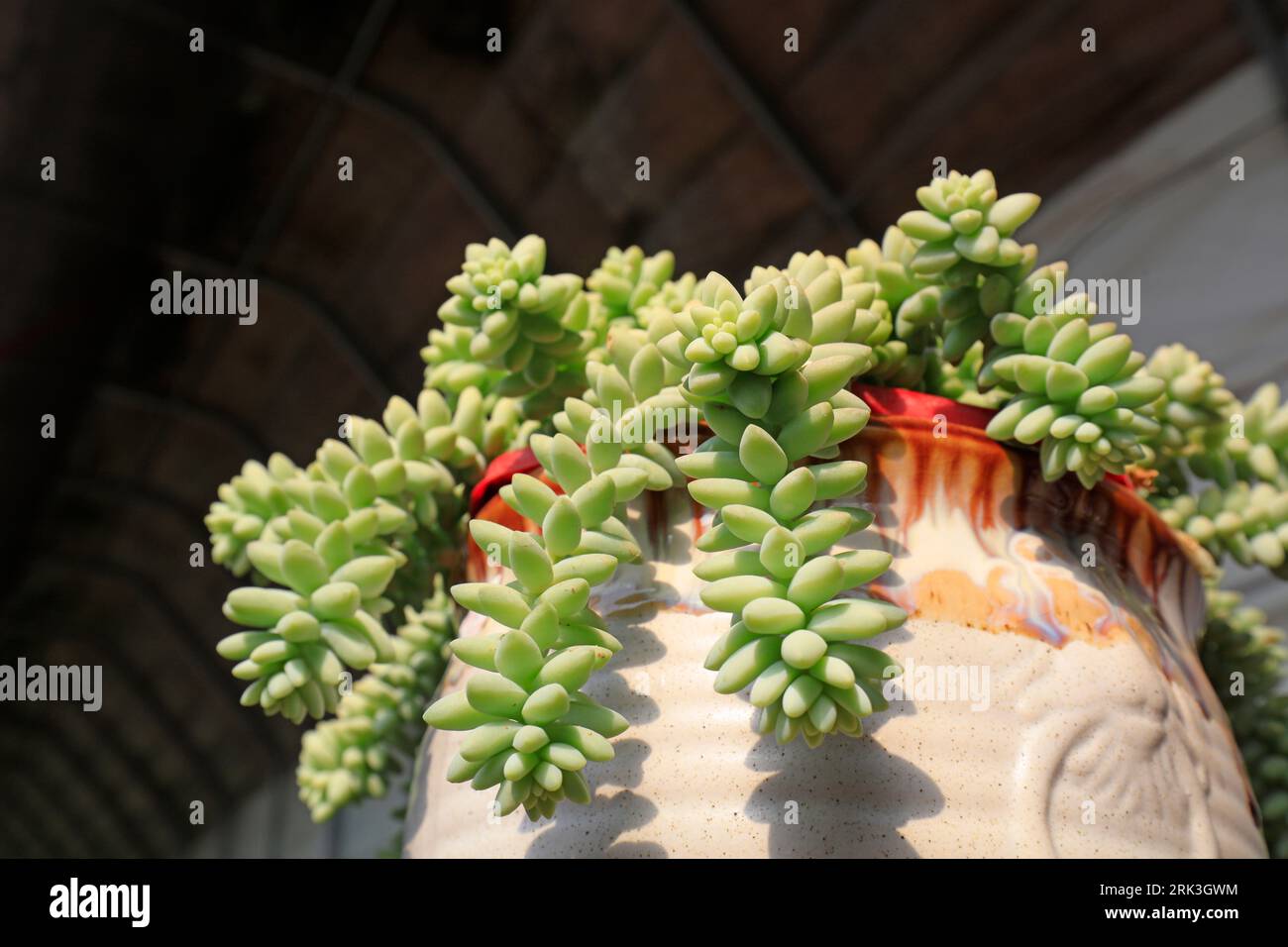 Fleshy plant Banque de photographies et d’images à haute résolution - Alamy