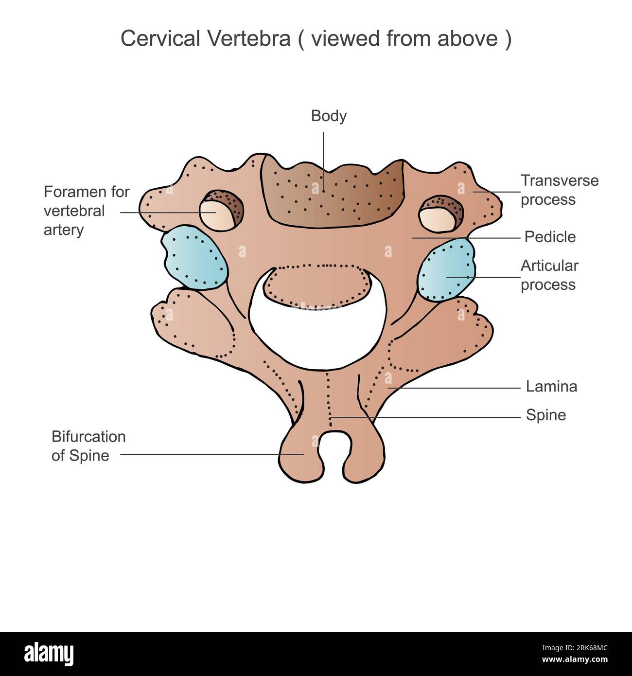Cette photo représente une image médicale détaillée de la sixième ...