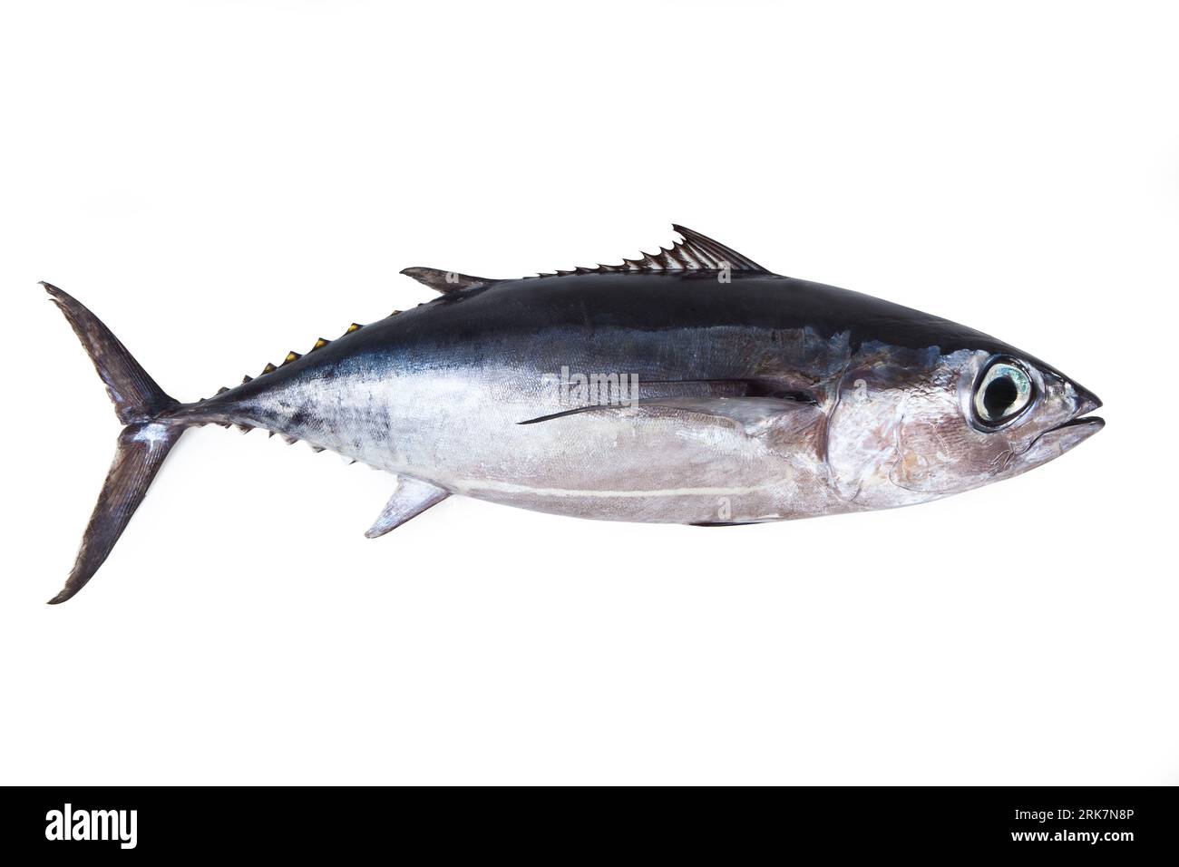 Thunnus fond blanc Banque de photographies et d’images à haute ...