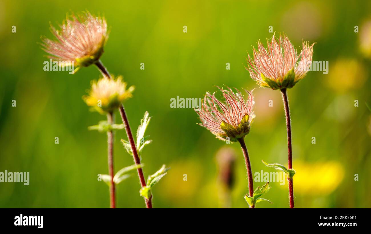 Plante alpine de fleur sauvage de rosaceae Banque de photographies et d ...