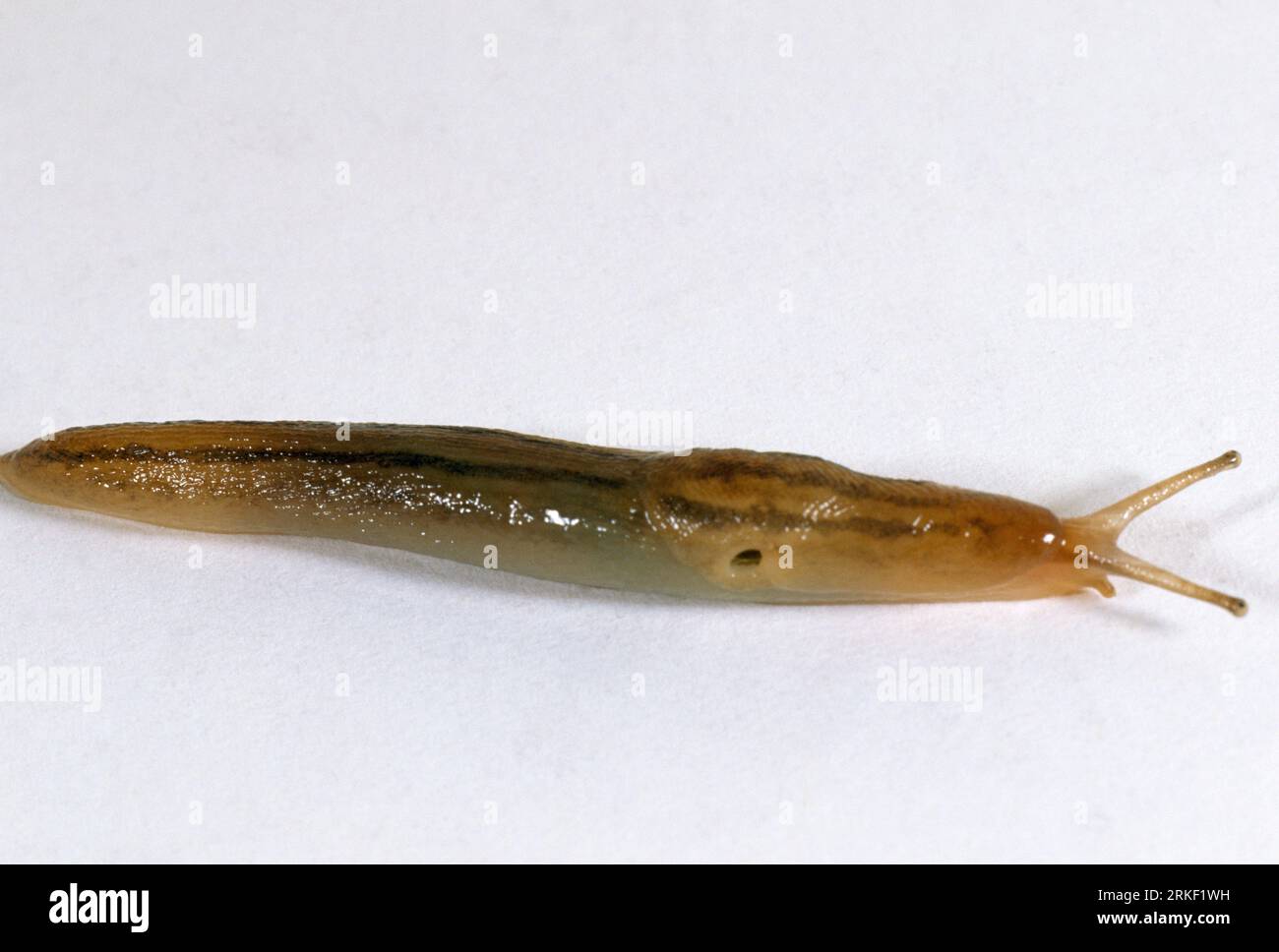 Limace de jardin Banque de photographies et d’images à haute résolution ...