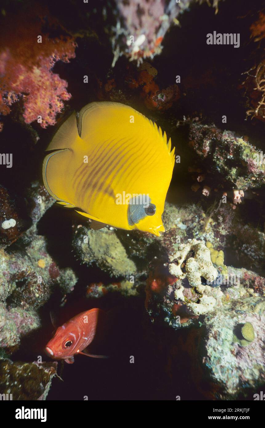 Poisson papillon d'or semilarvatus Banque de photographies et d’images ...