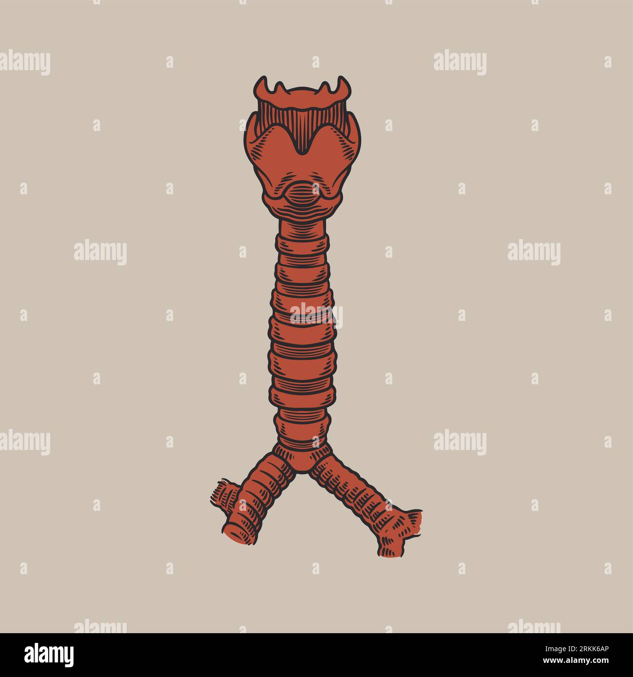 Vue de face des cartilages du larynx, de la trachée et des bronches ...