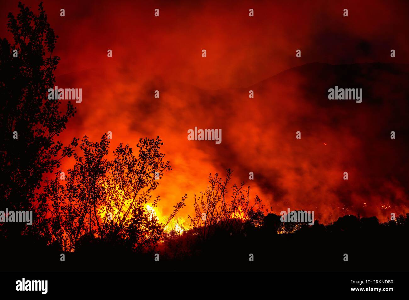 Alexandroupoli - Grèce, 21 août 2023 incendies de forêt dans la ...