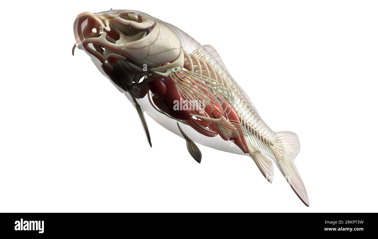 Organes de poisson Banque de photographies et d’images à haute ...