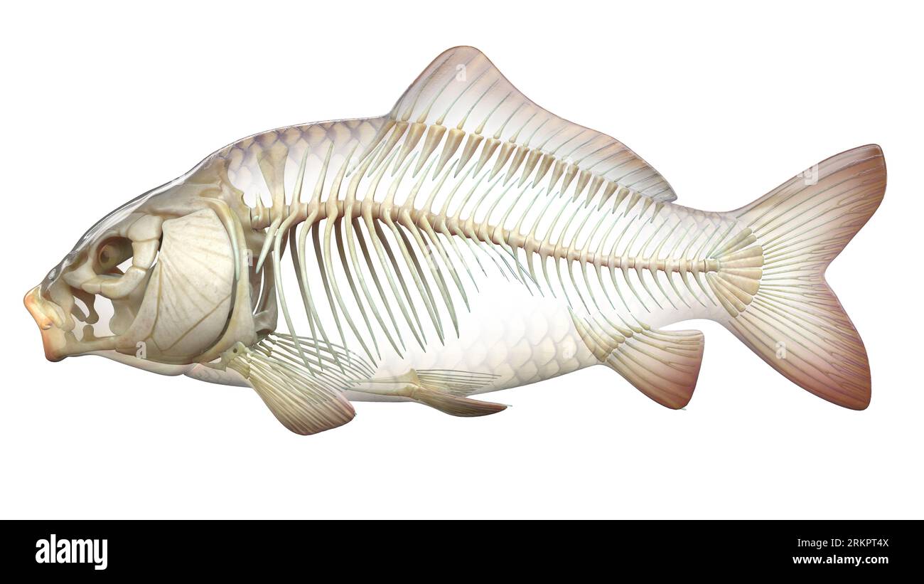 Anatomie du poisson, illustration Photo Stock - Alamy