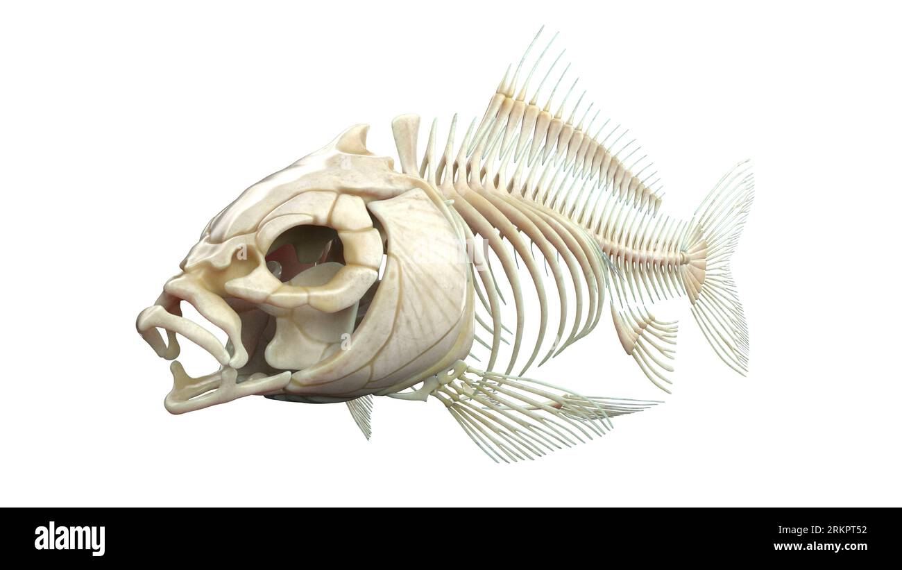 Anatomie du poisson, illustration Photo Stock - Alamy