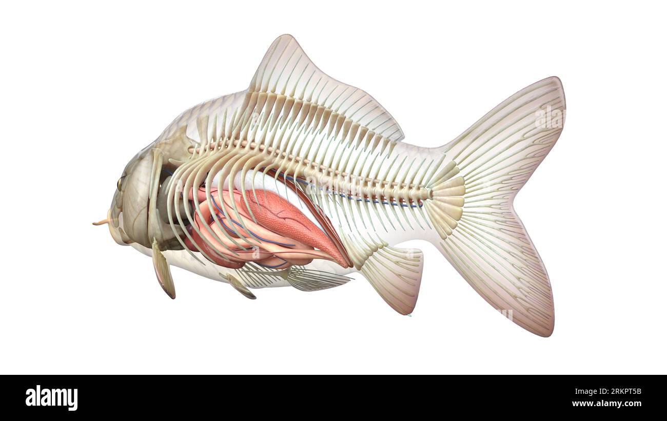 Organes de poisson Banque de photographies et d’images à haute ...