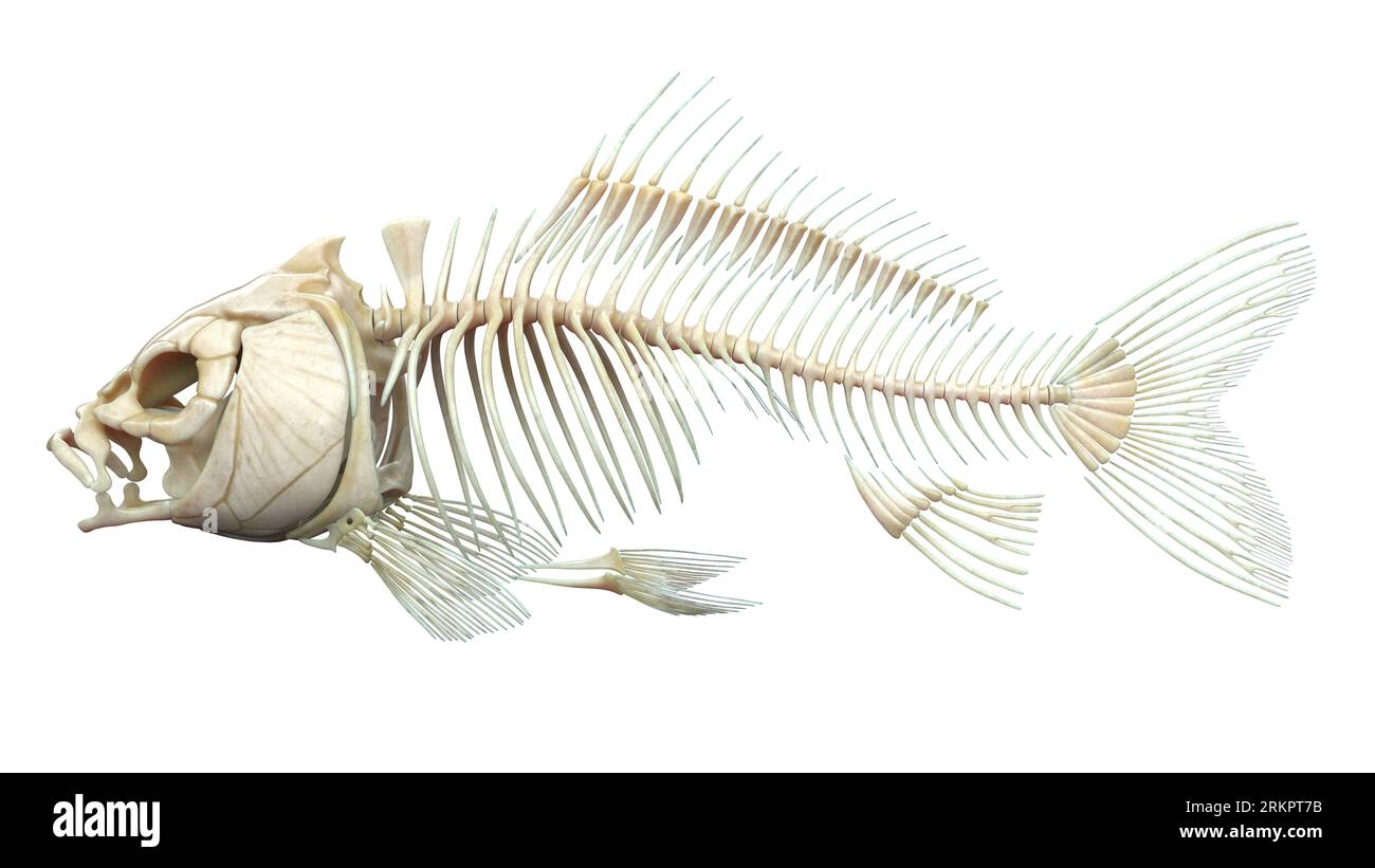 Anatomie du poisson Banque de photographies et d’images à haute ...