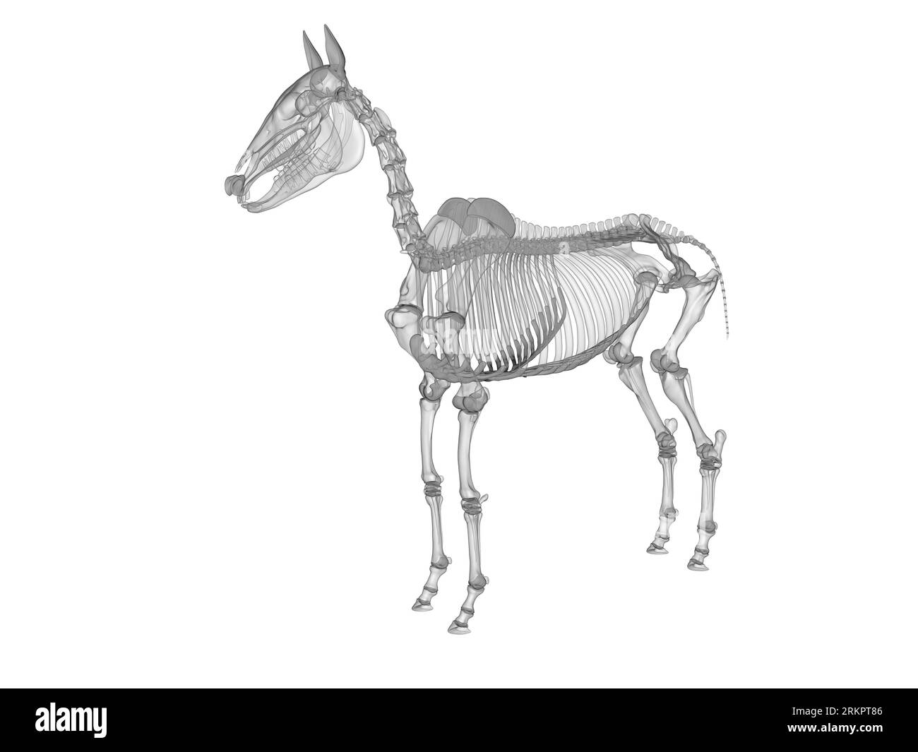 Horse skeleton illustration Banque de photographies et d’images à haute ...