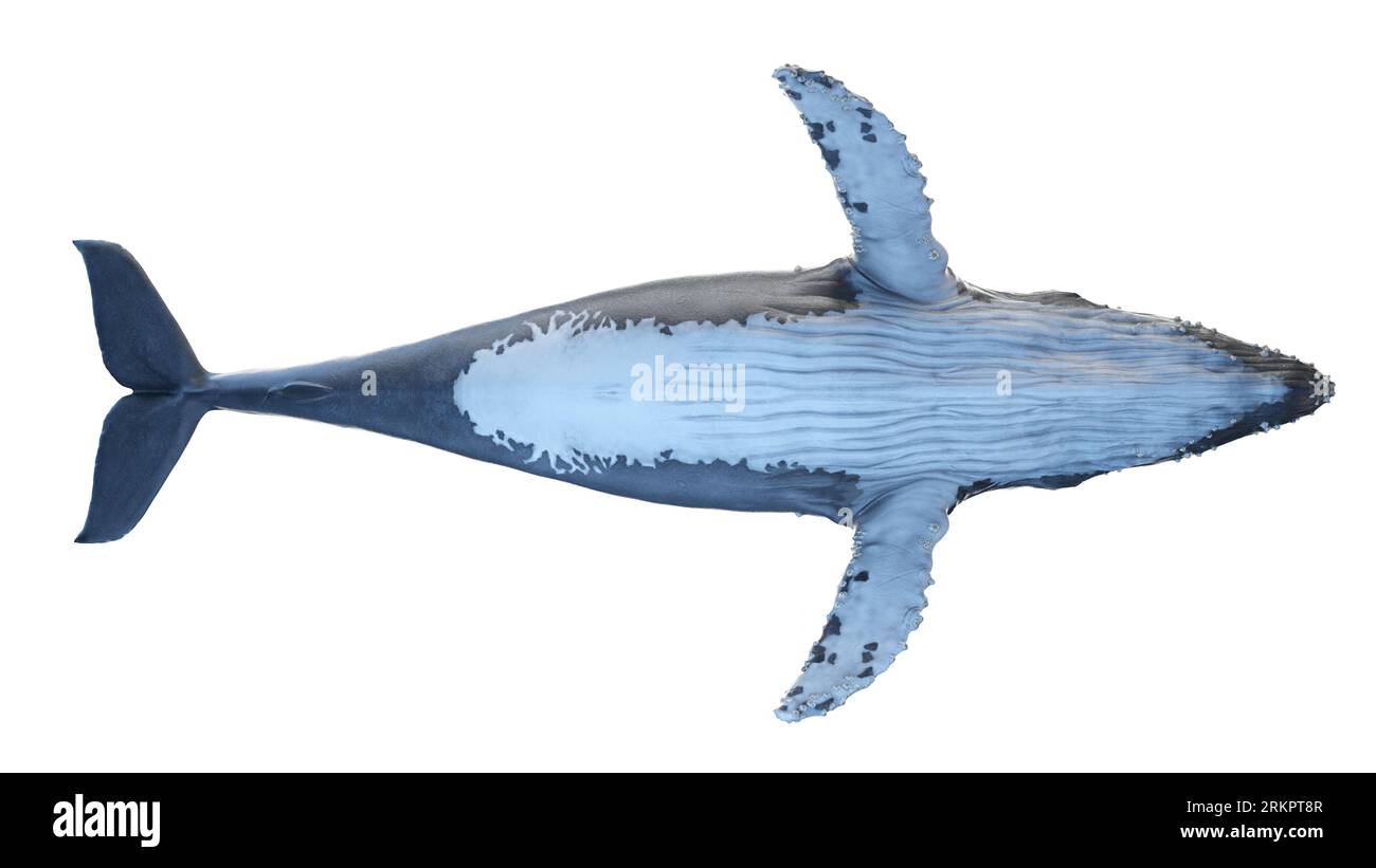 Whale anatomy Banque d'images détourées - Alamy