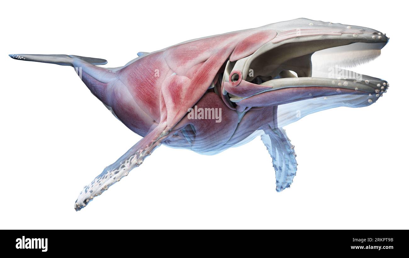 Dissection De Baleine Bleue