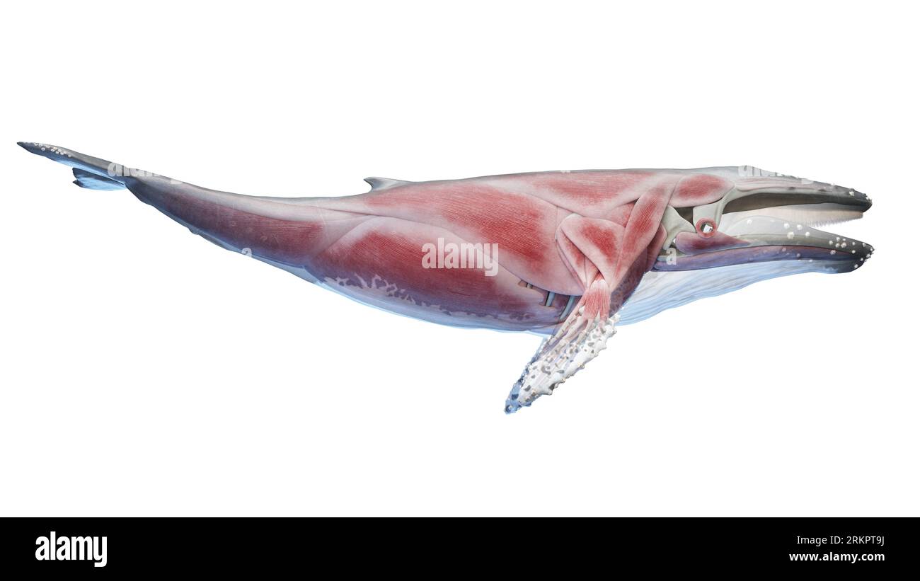 Anatomie des baleines, illustration Photo Stock - Alamy
