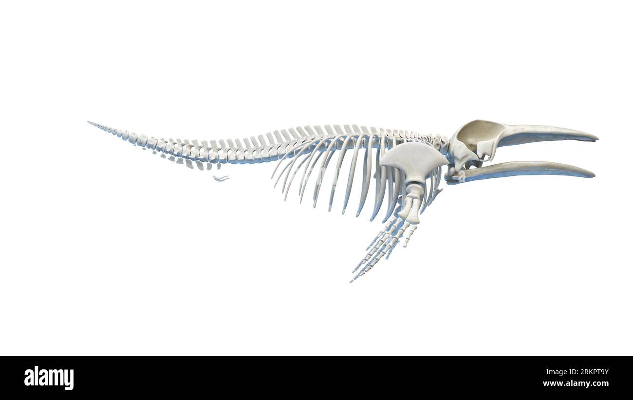 Whale anatomy Banque d'images détourées - Alamy