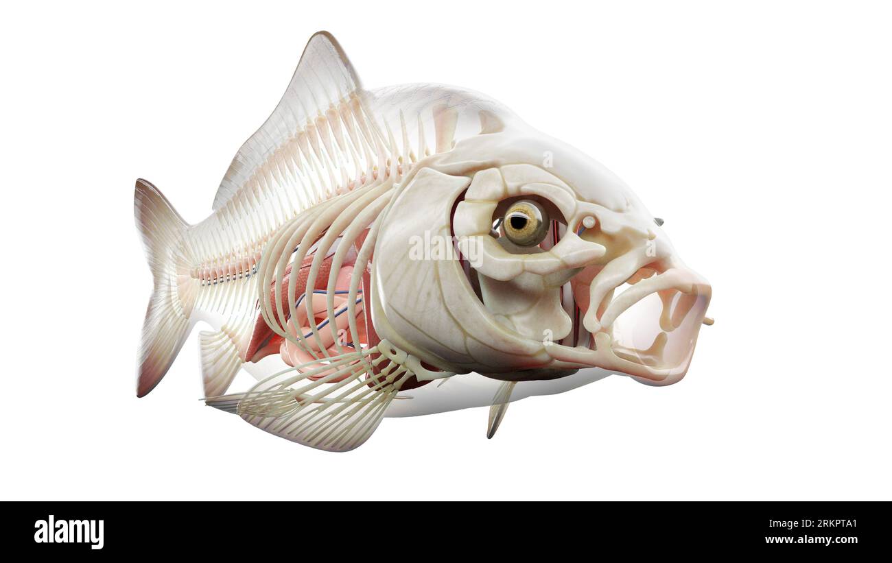 Organes de poisson Banque de photographies et d’images à haute ...