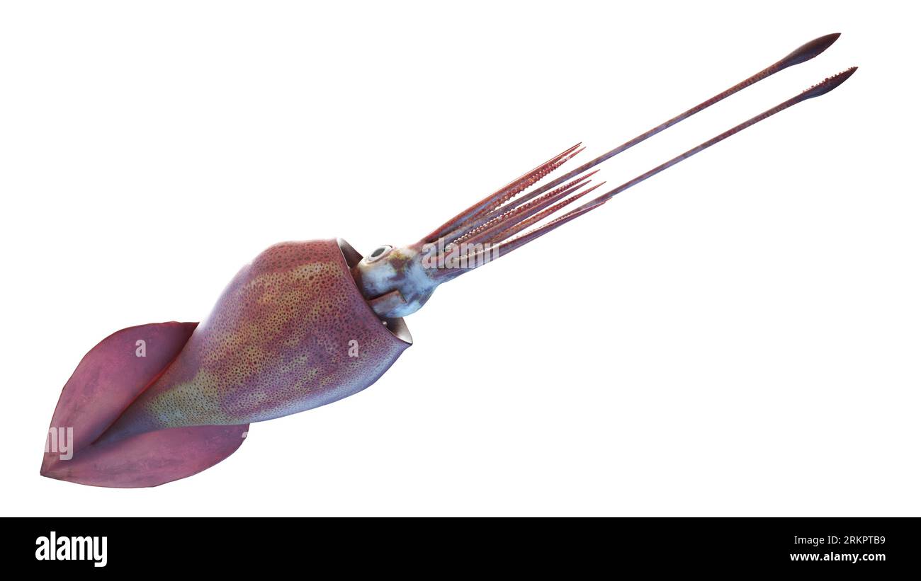 Calamar colossal Banque de photographies et d’images à haute résolution ...