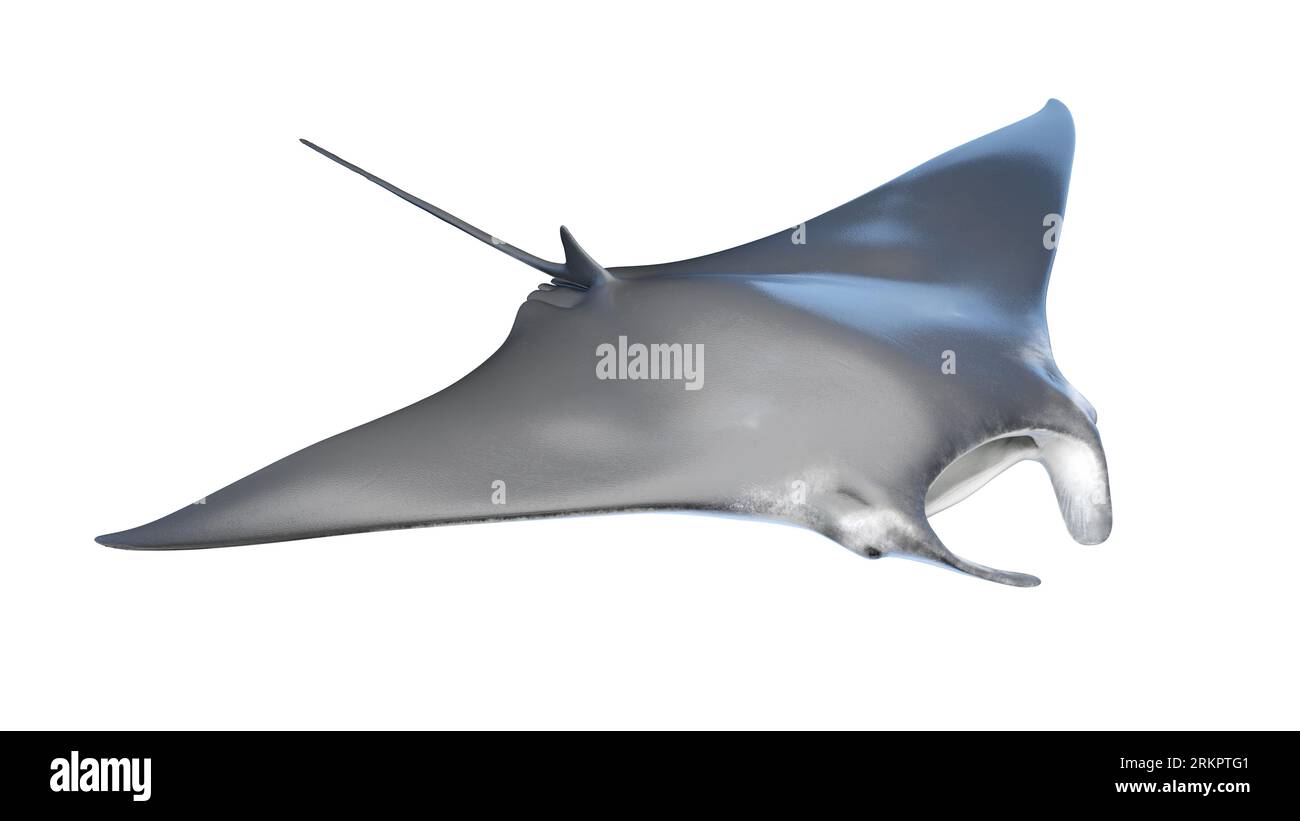 Raie manta Banque d'images détourées - Alamy