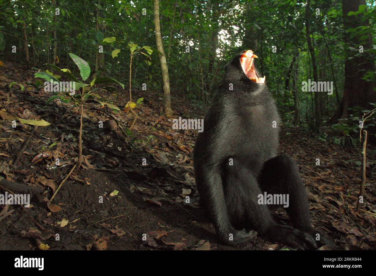 Un macaque noir à crête de Sulawesi (Macaca nigra) montre une gueule en ...