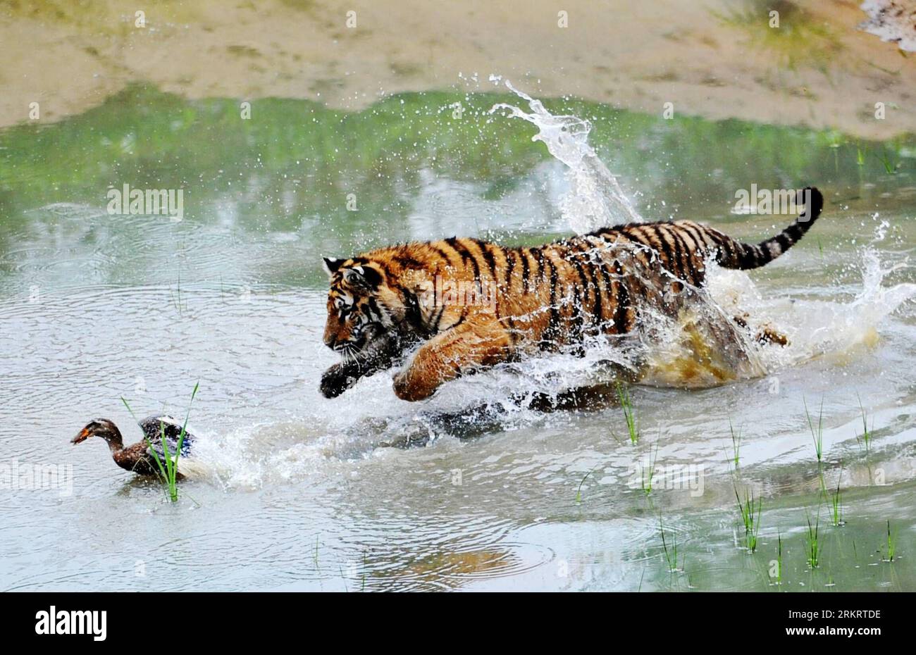 120803 -- HARBIN, Aug. 3, 2012 Xinhua -- A Siberia tiger preys on a ...