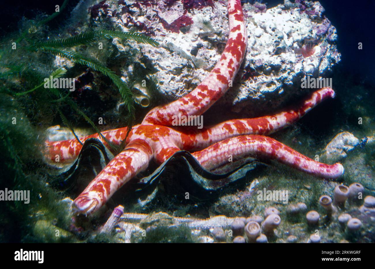 Linckia multiflora Banque de photographies et d’images à haute ...