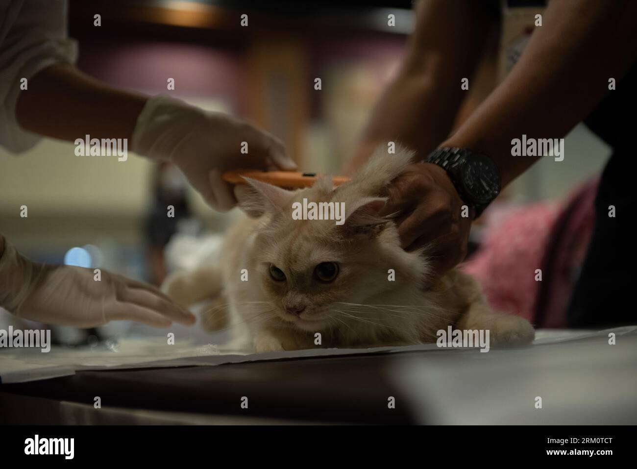 Chat puce électronique Banque de photographies et d’images à haute ...