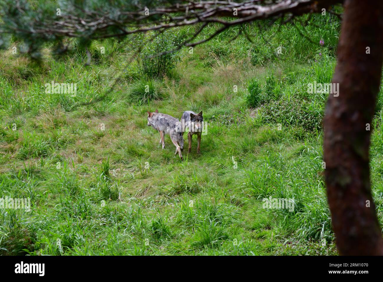 Loup couple alpha Banque de photographies et d’images à haute ...