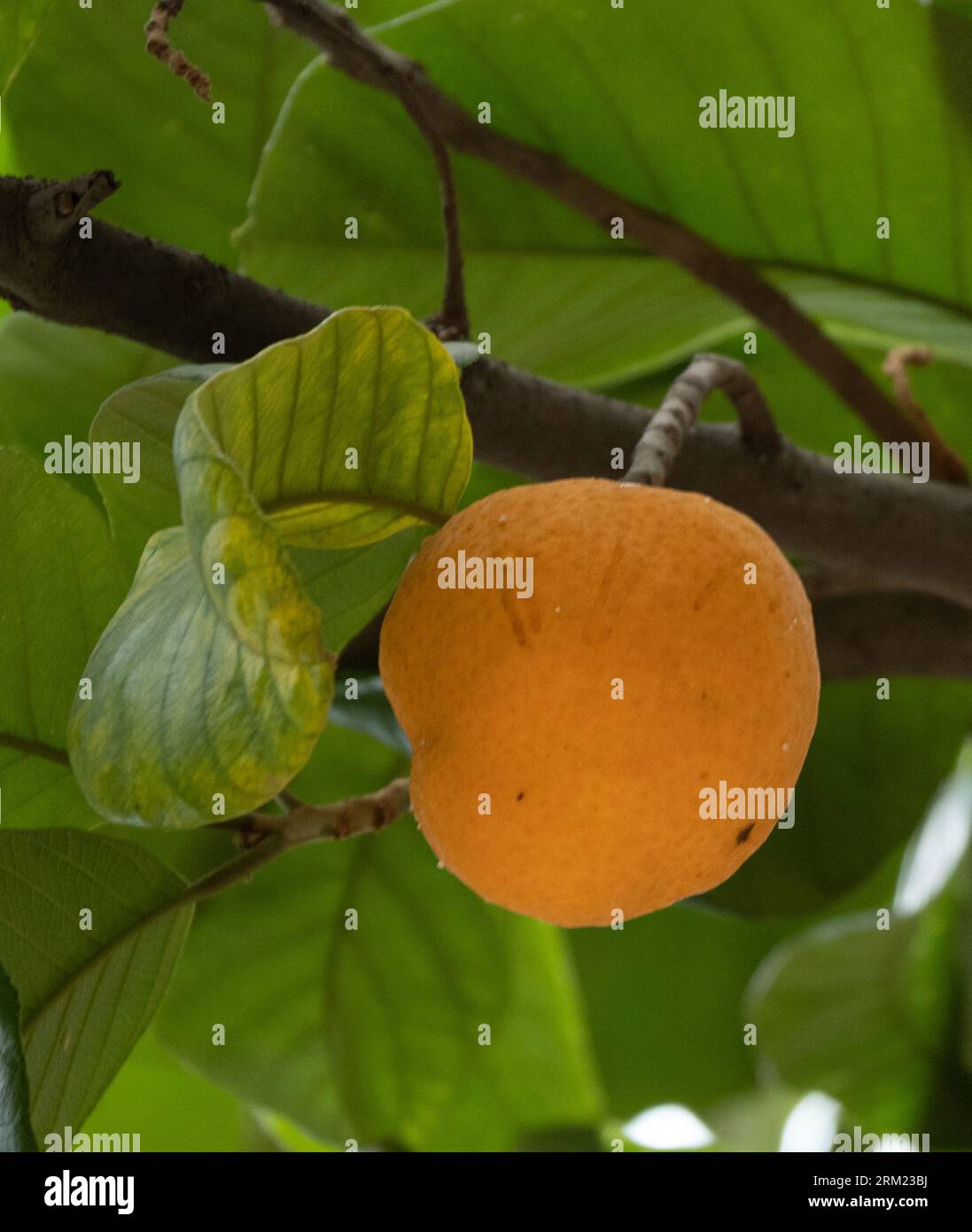 Artocarpus lacucha, également connu sous le nom de singe jack ou fruit ...