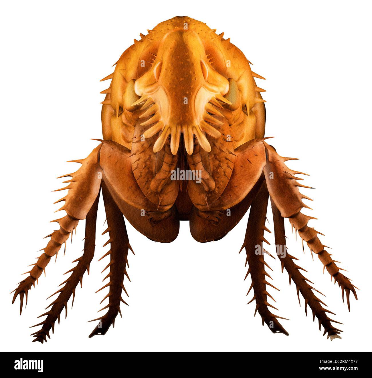 Anatomie chien 3d Banque d'images détourées - Alamy