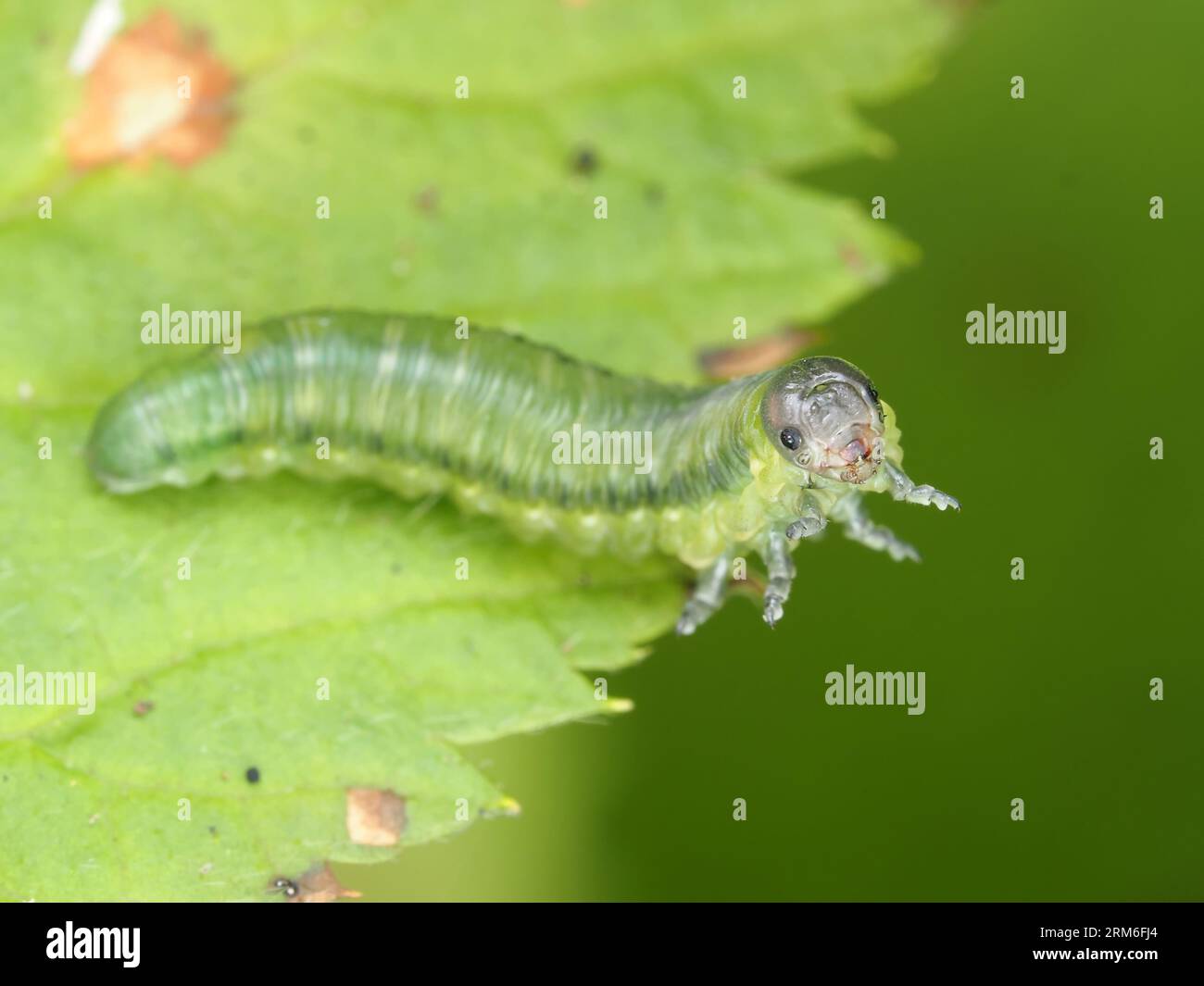 Larve de mouche de la scie Banque de photographies et d’images à haute ...