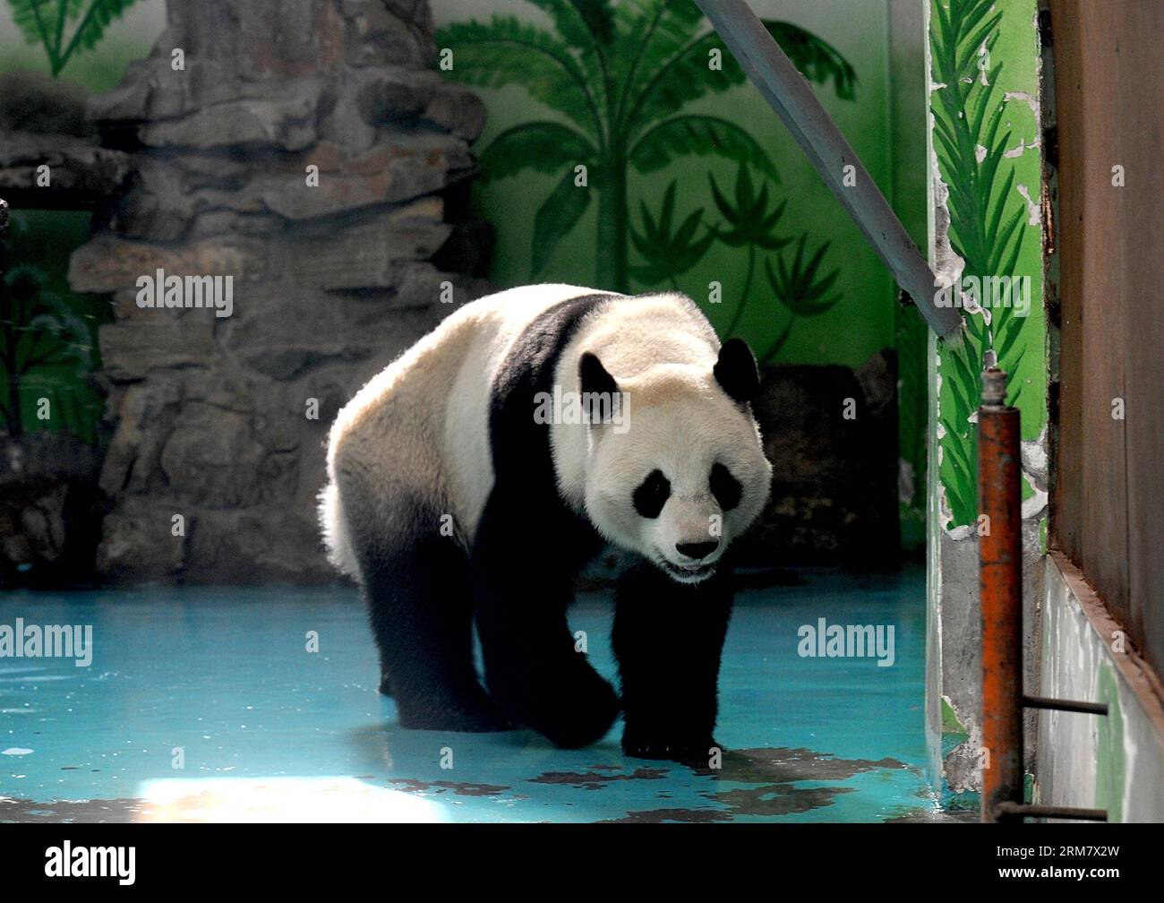 (140318) -- ZHENGZHOU, 18 mars 2014 (Xinhua) -- le panda géant Longsheng est vu au zoo de ...