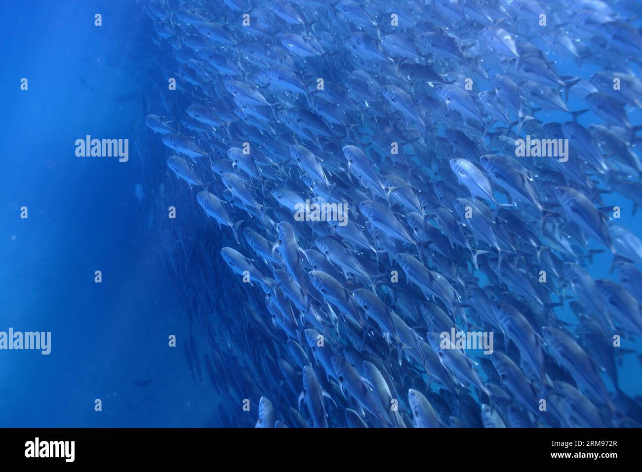 Un banc de poissons nage dans la mer à Cabo Pulmo, à Los Cabos, Basse ...