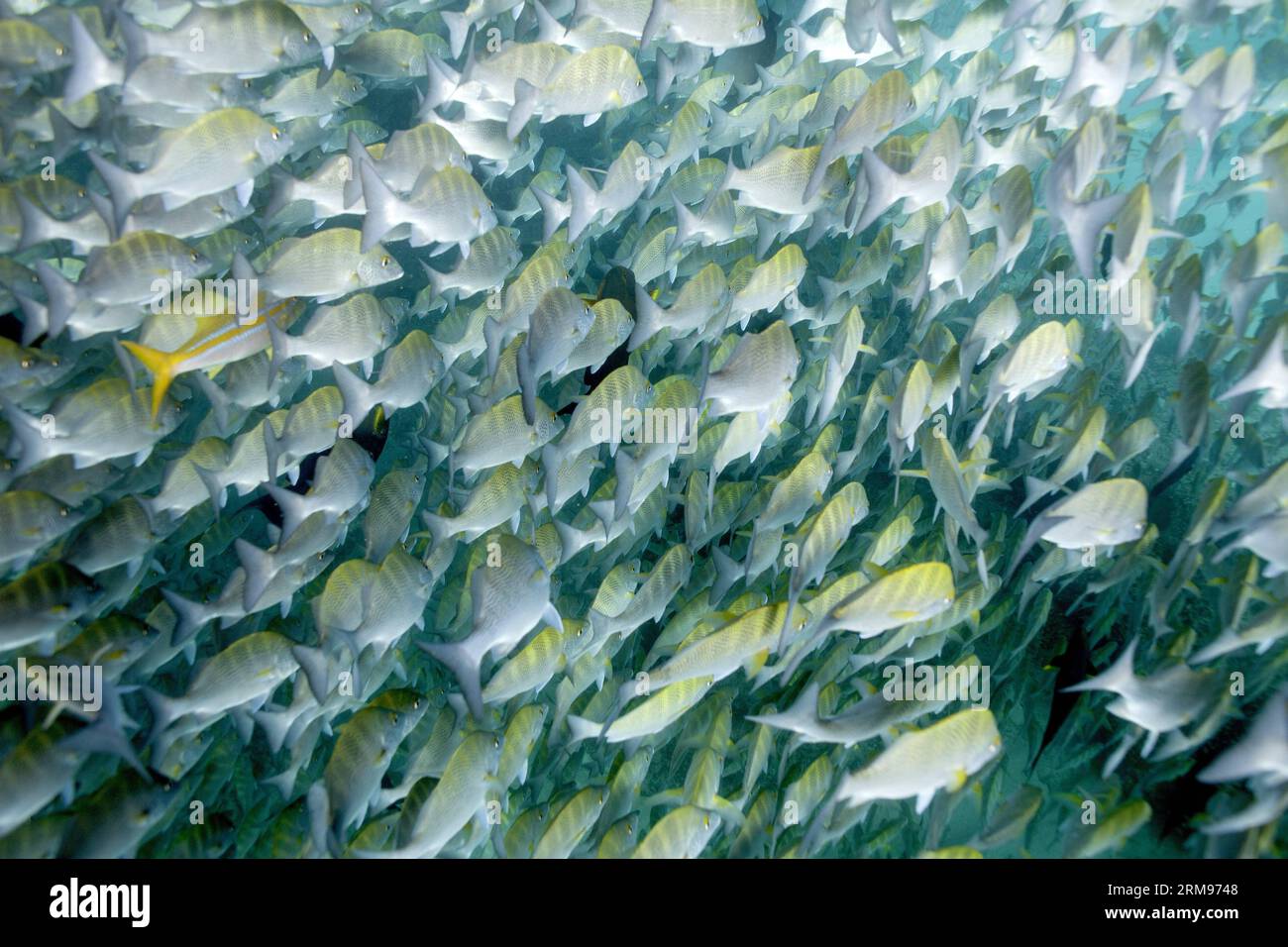 Un banc de poissons nage dans la mer à Cabo Pulmo, à Los Cabos, Basse ...