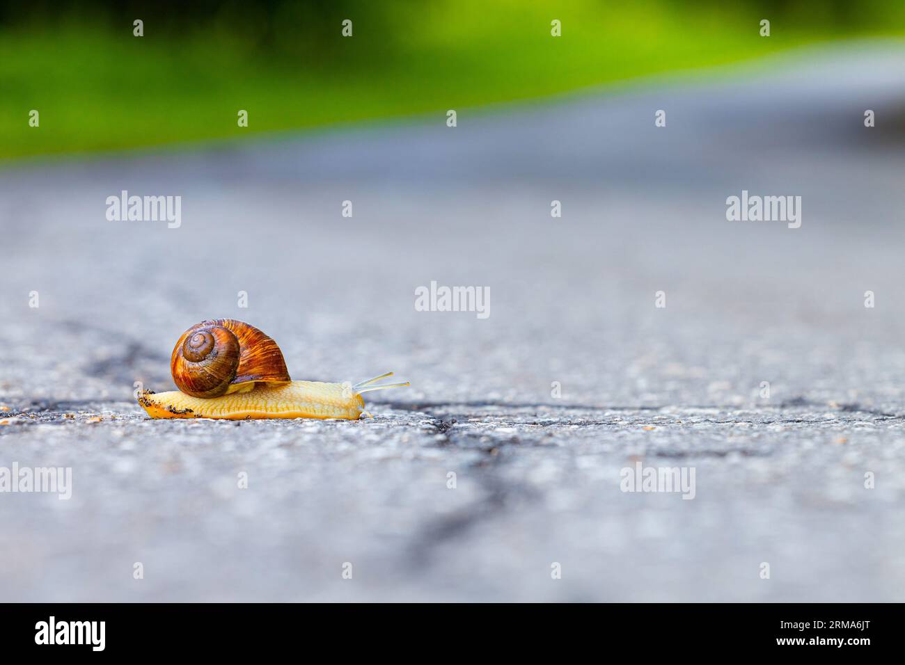 un escargot avec une coquille rampe le long de la route. Les escargots ...