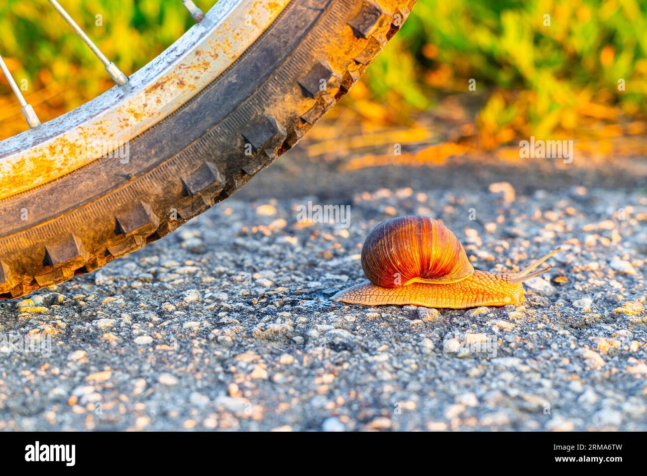 un escargot avec une coquille rampe le long de la route. Les escargots ...