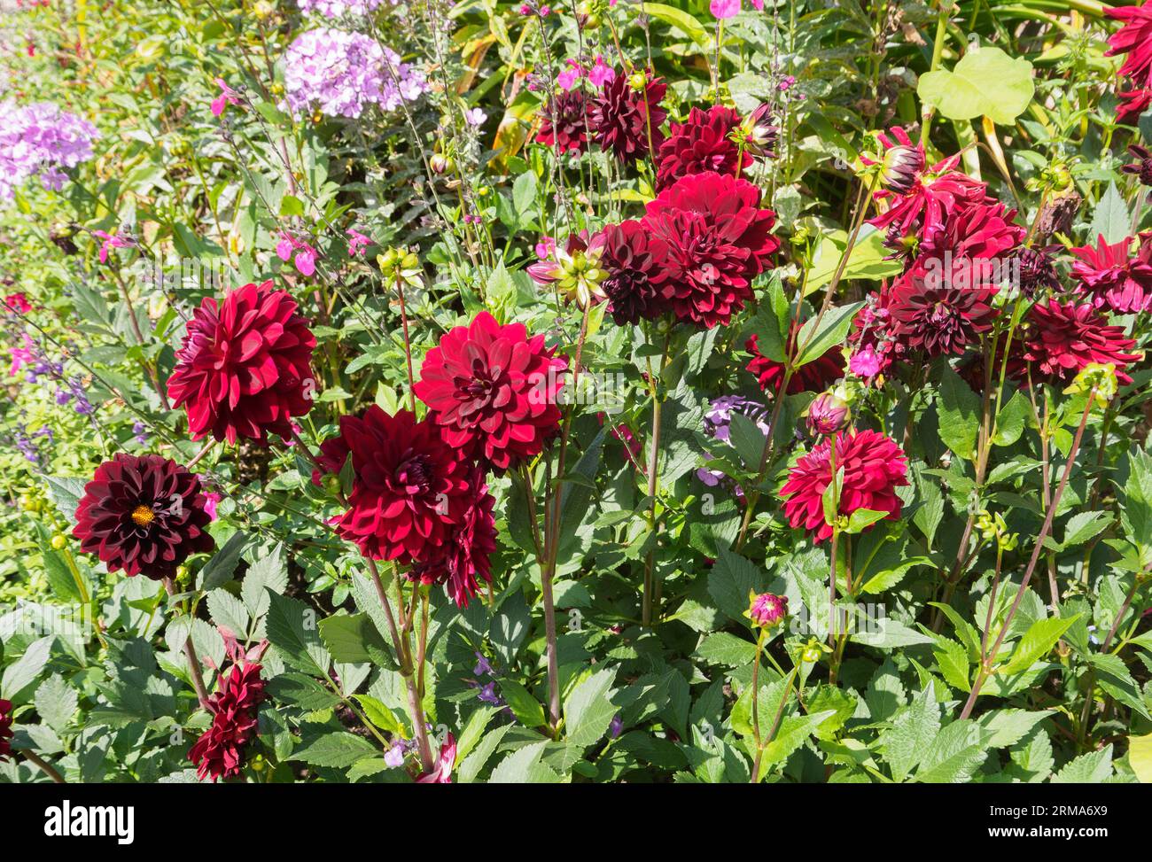Dahlia nuit arabe Banque de photographies et d’images à haute ...
