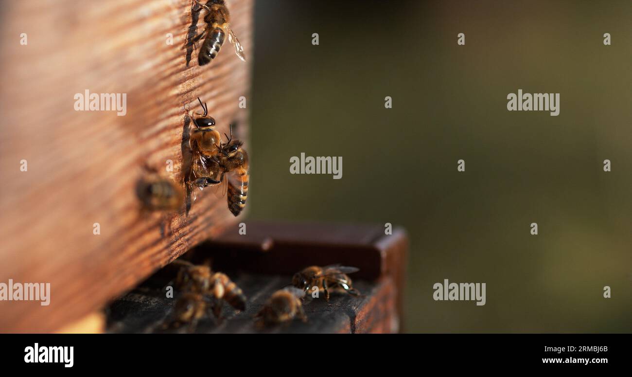 Abeille européenne, apis mellifera, abeilles debout à l'entrée de la ...