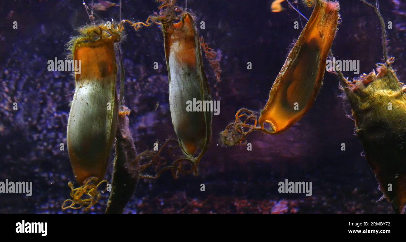 Oeufs de requin Banque de photographies et d’images à haute résolution ...