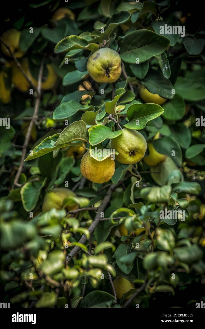 Coings sur l'arbre Banque de photographies et d’images à haute ...
