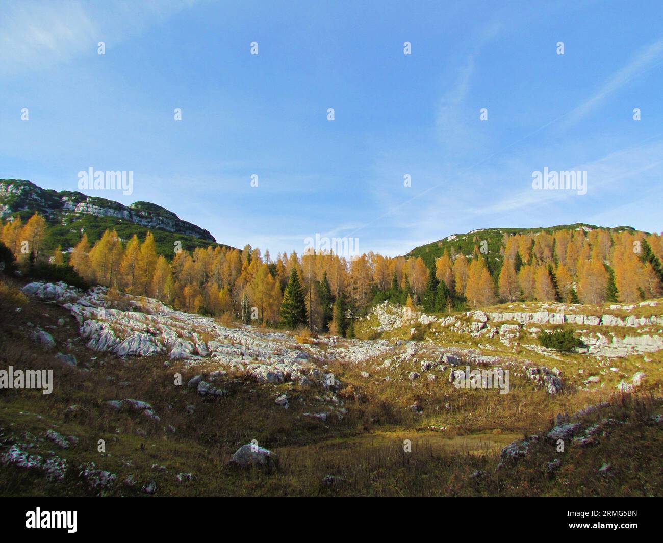 Paysage alpin couvert de pins rampants et d'automne ou d'automne ...