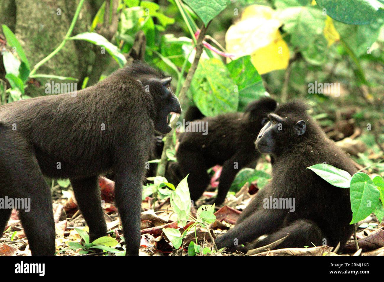 Canal de communication des primates Banque de photographies et d’images ...