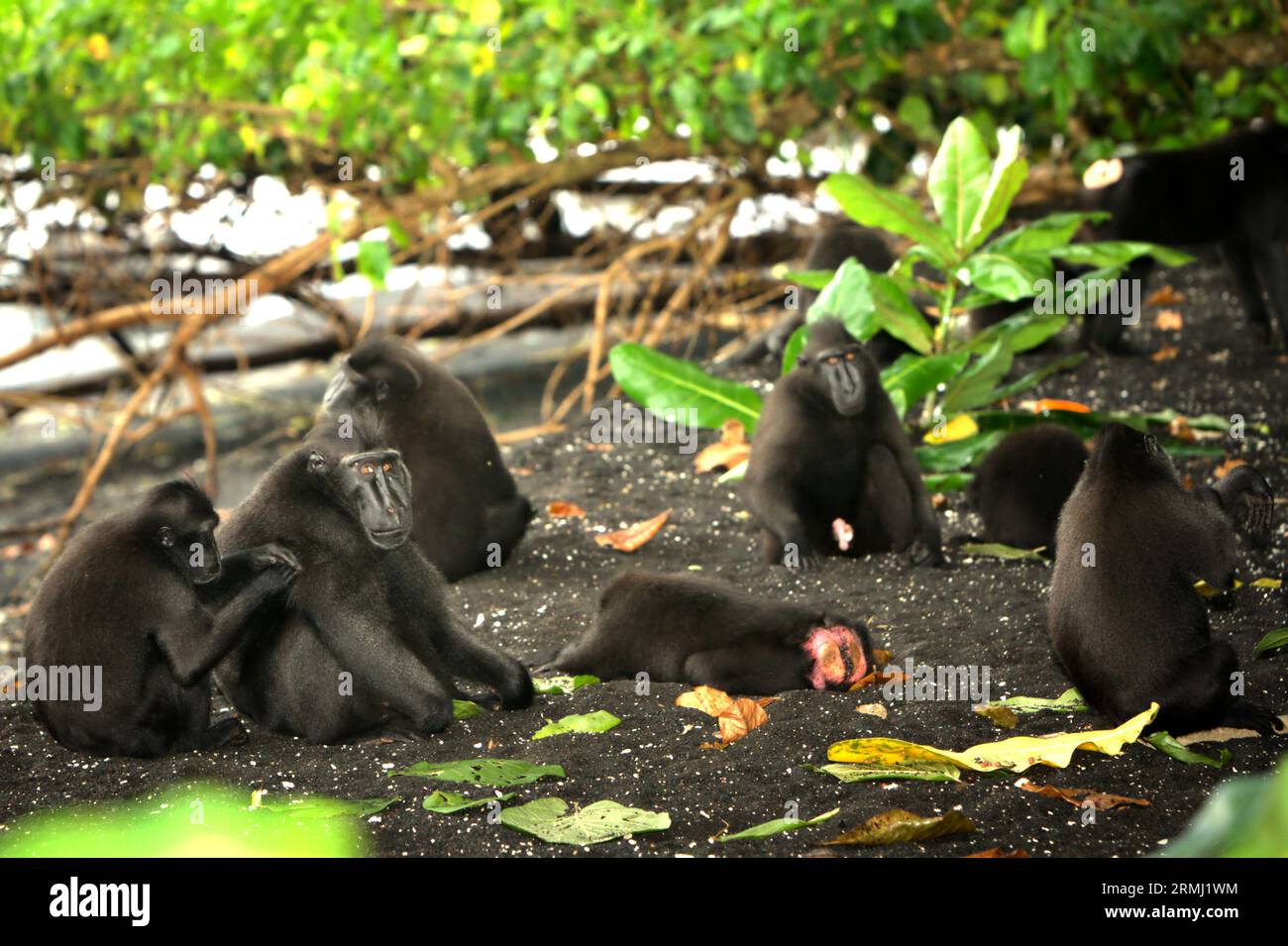 Habitat des basses terres des macaques Banque de photographies et d ...
