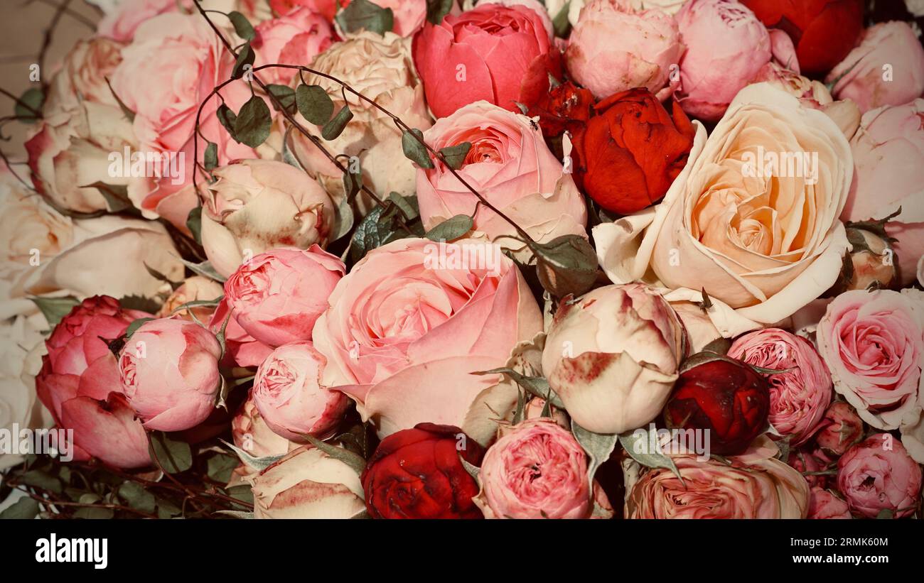 Belles roses Banque de photographies et d’images à haute résolution - Alamy
