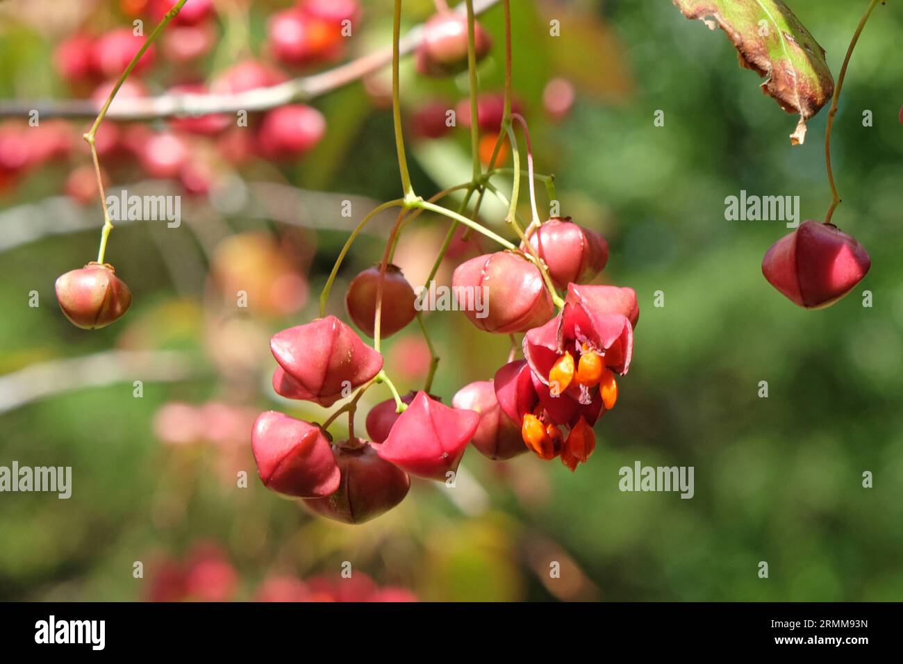 Fruit rouge Banque de photographies et d’images à haute résolution - Alamy