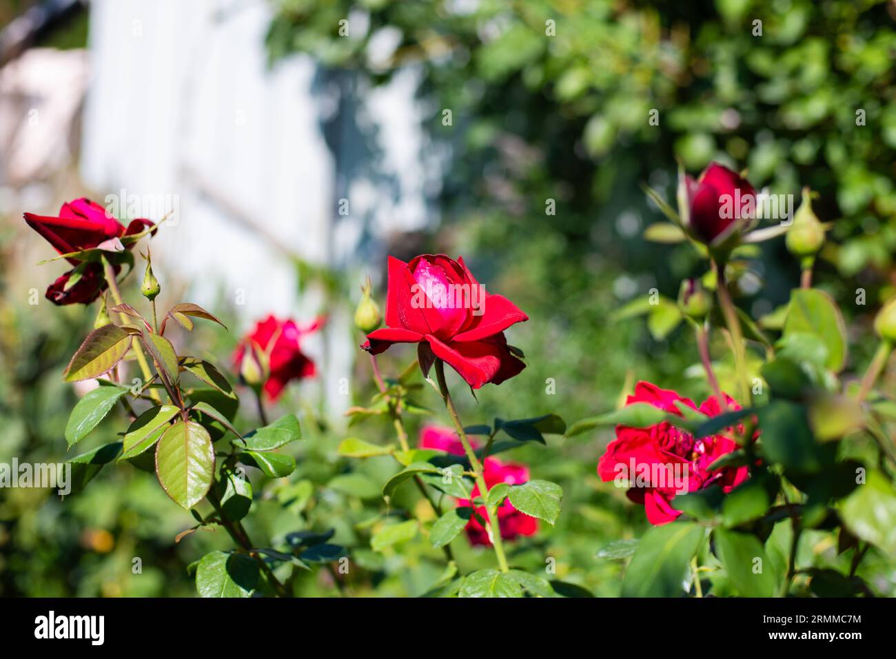 Roses en fleurs Banque de photographies et d’images à haute résolution ...