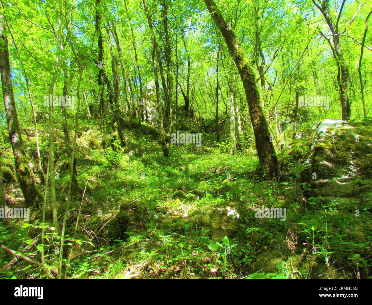 Forêt verte lumineuse de houblon européen à la fin du printemps avec ...