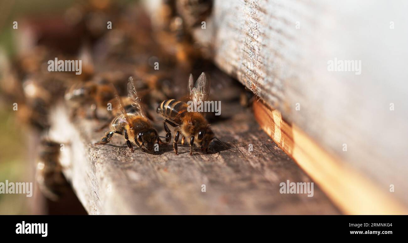 Abeille européenne, apis mellifera, abeilles debout à l'entrée de la ...