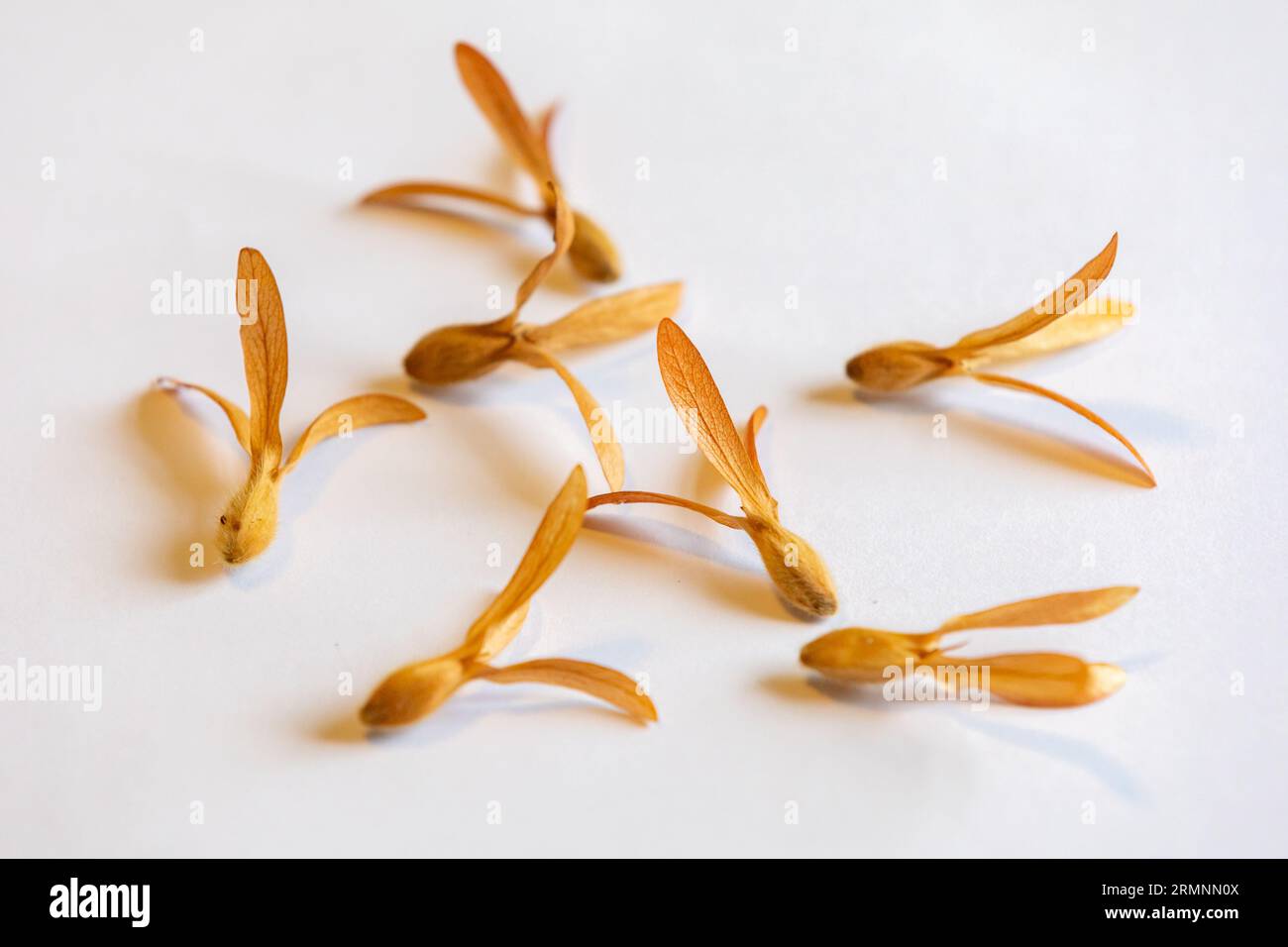 Graine ailée de l'arbre (Tripalis americana ou Tripalis gardneriana ...