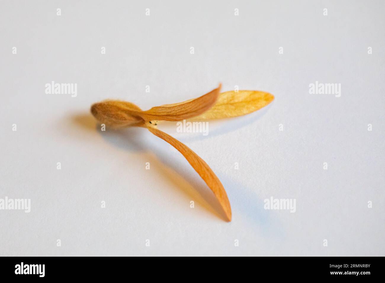 Graine ailée de l'arbre (Tripalis americana ou Tripalis gardneriana ...