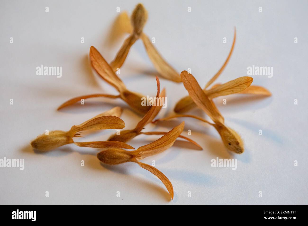 Graine ailée de l'arbre (Tripalis americana ou Tripalis gardneriana ...